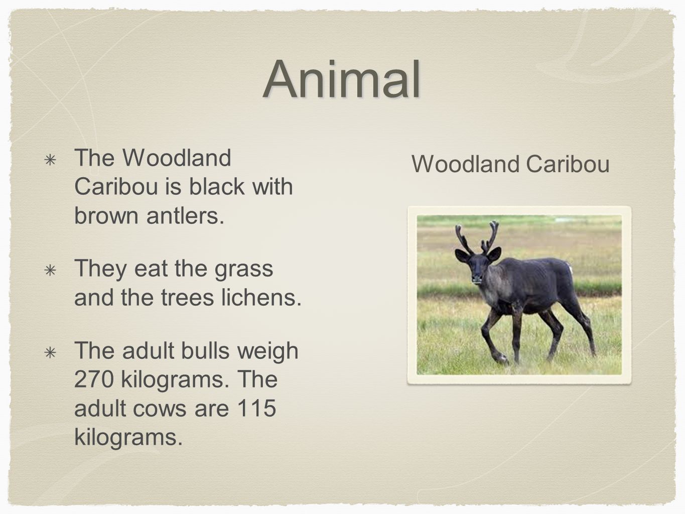 Caribou project. on emaze