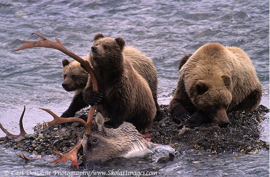 Caribou project. on emaze