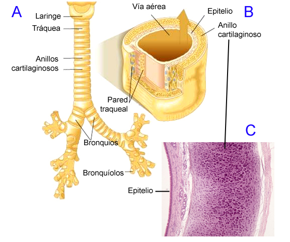 Laringe & tráquea on emaze
