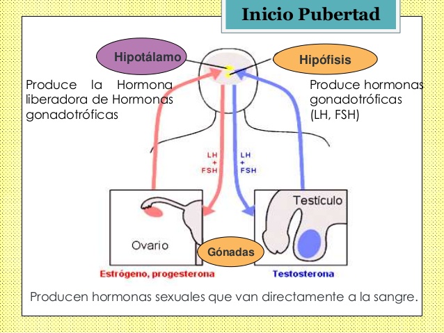 SEXUALIDAD 5° PRIMARIA copy1 on emaze
