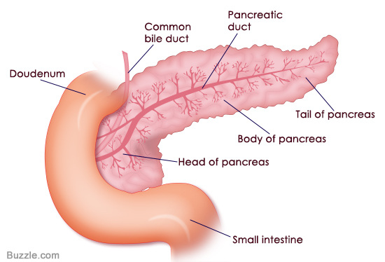 Insulin & Glucagon on emaze