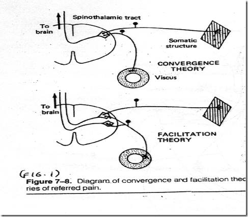 Referred pain at emaze Presentation