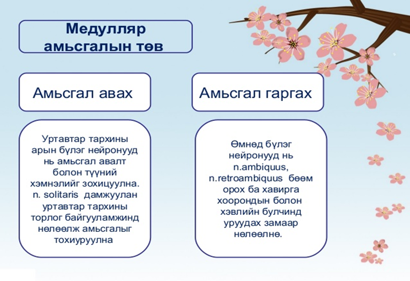 Амьсгалын эрхтэн тогтолцоо On Emaze