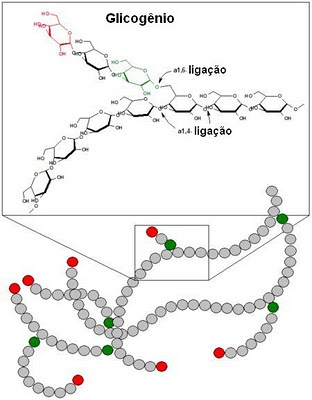 Glicogenoses on emaze