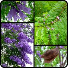 jacaranda caucana on emaze