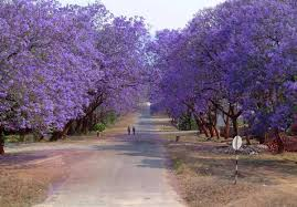 jacaranda caucana on emaze