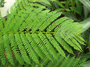 jacaranda caucana on emaze