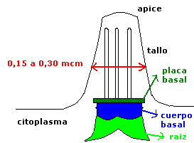 cilios,flagelos y seudopodos luisa cruz on emaze