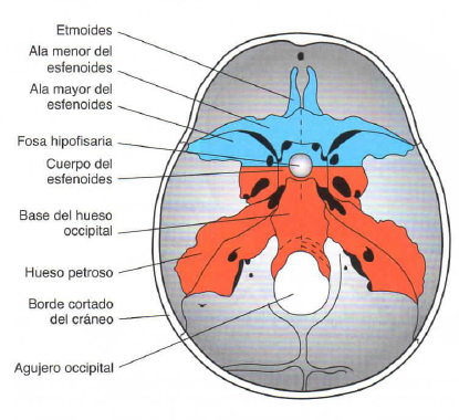 Desarrollo del cráneo (Embriología) on emaze