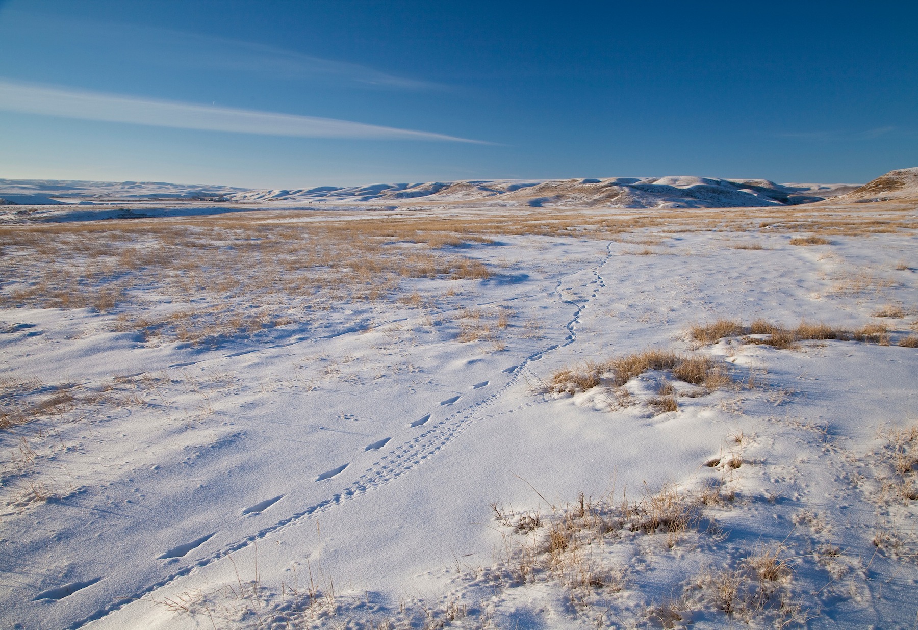 Temperate grasslands at emaze Presentation