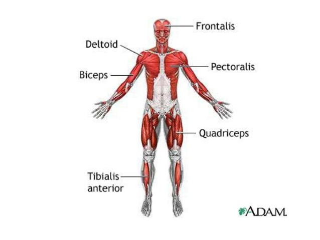 What Are The Major Organs Of The Muscular System what-are-the-major-organs-of-the-muscular-system