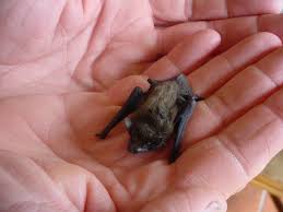 Hog-Nosed Bat at emaze Presentation