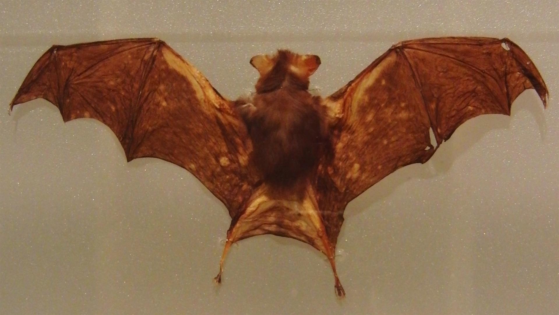 Hog-Nosed Bat at emaze Presentation