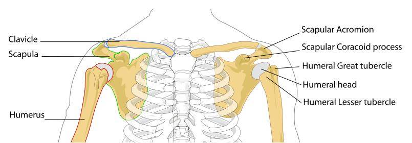 Shoulder By Joey on emaze