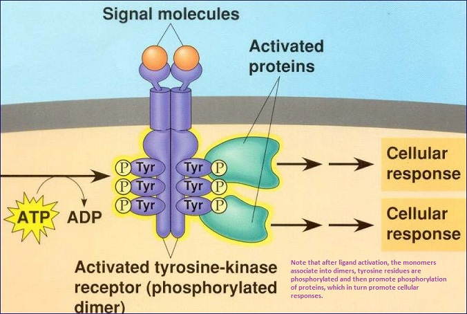 Dimerization Of Tyrosine Receptors