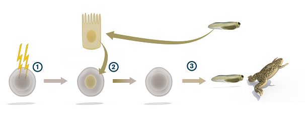 EXPERIMENTOS GURDON Y HAMMERLING at emaze Presentation