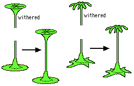 EXPERIMENTOS GURDON Y HAMMERLING on emaze