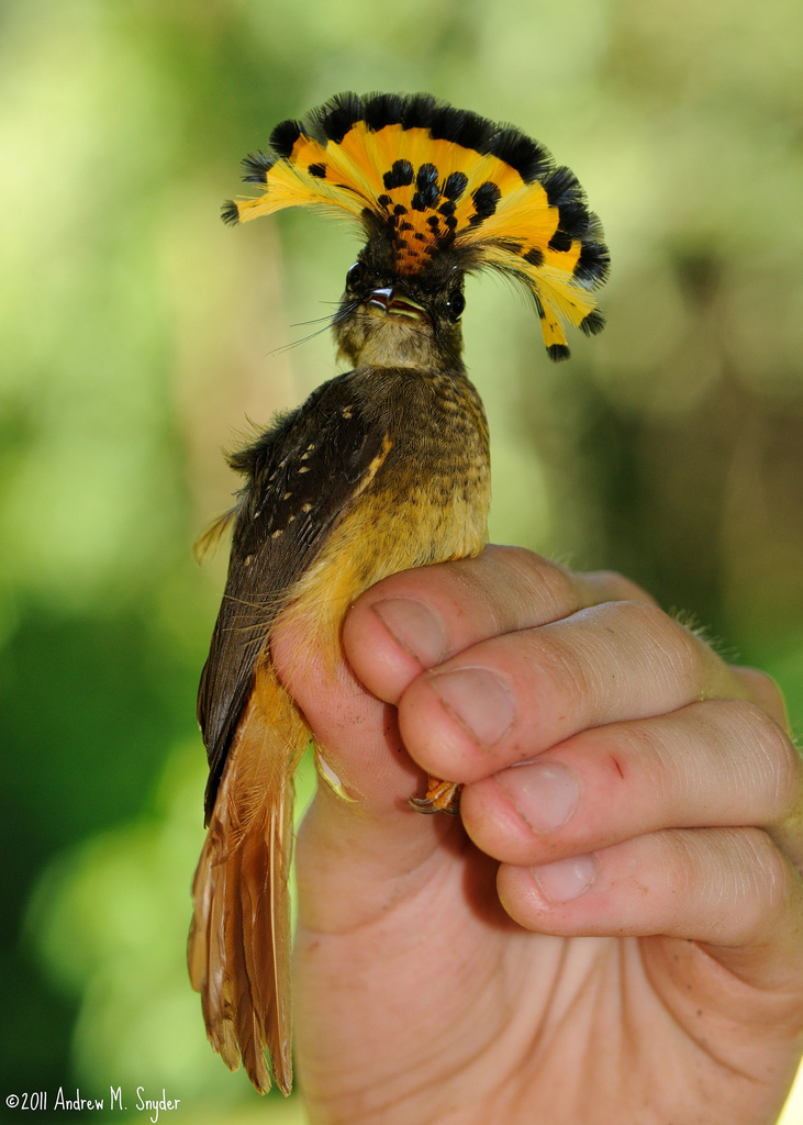 royal flycatcher on emaze