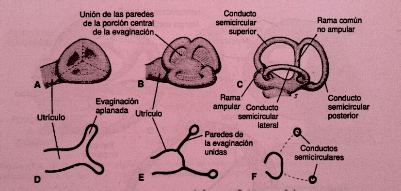Formación de oído y ojo on emaze