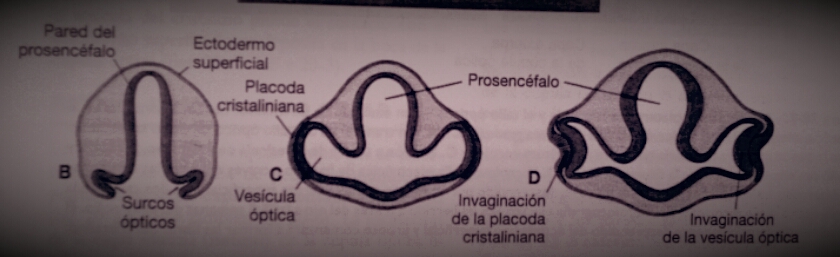 Formación de oído y ojo on emaze