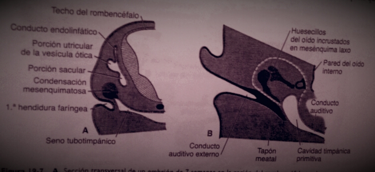 Formación de oído y ojo on emaze