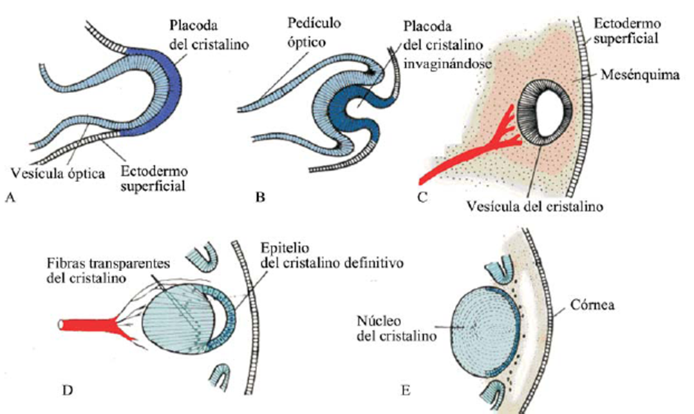 Formación de oído y ojo on emaze