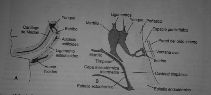 Formación de oído y ojo on emaze