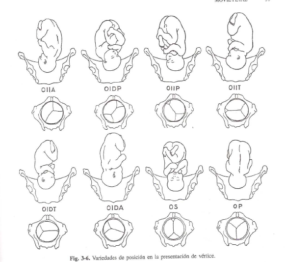 MOVIL FETAL on emaze