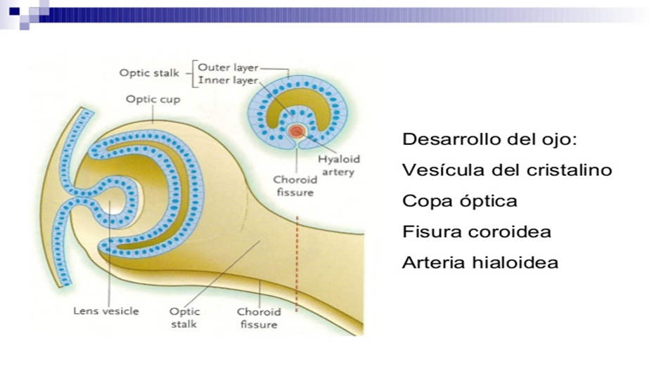 Formación de oído y ojo on emaze