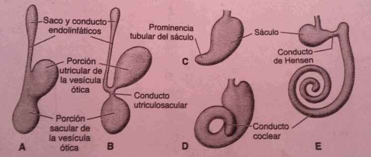 Formación de oído y ojo on emaze