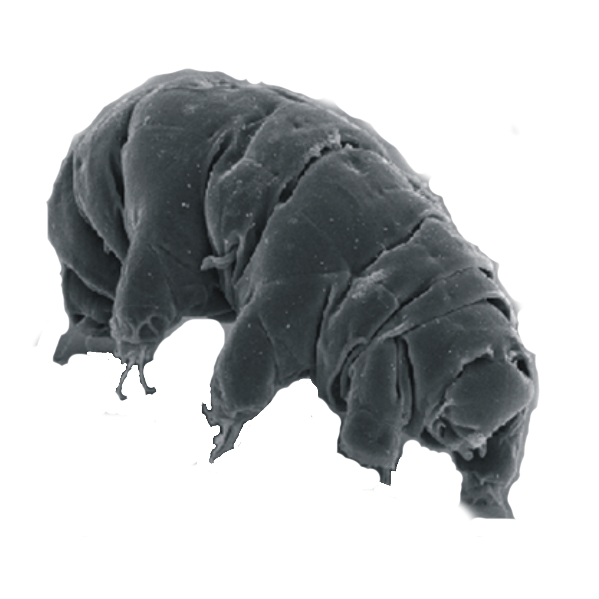 Tardigrades on emaze