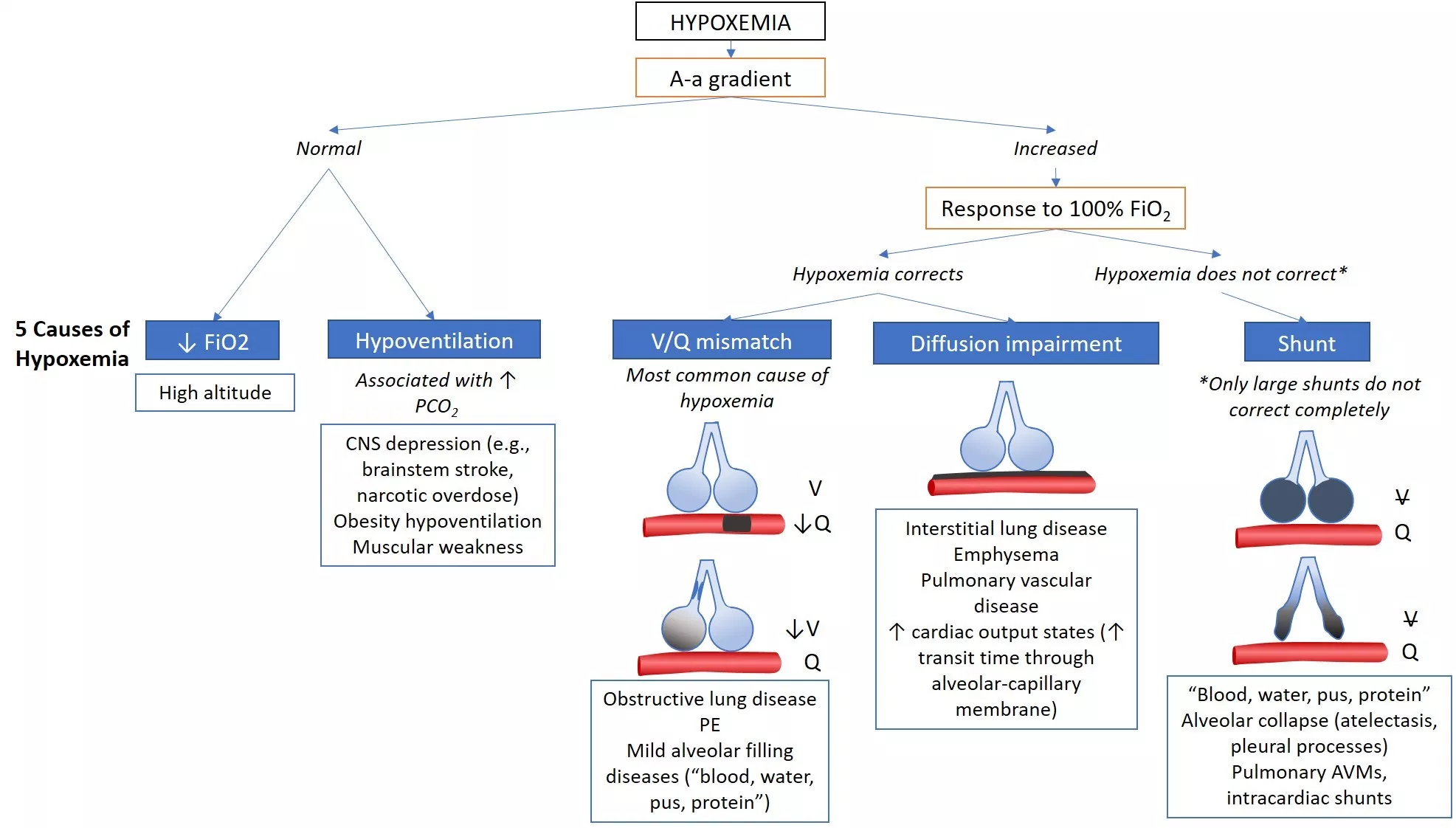 Respiratory A&P on emaze