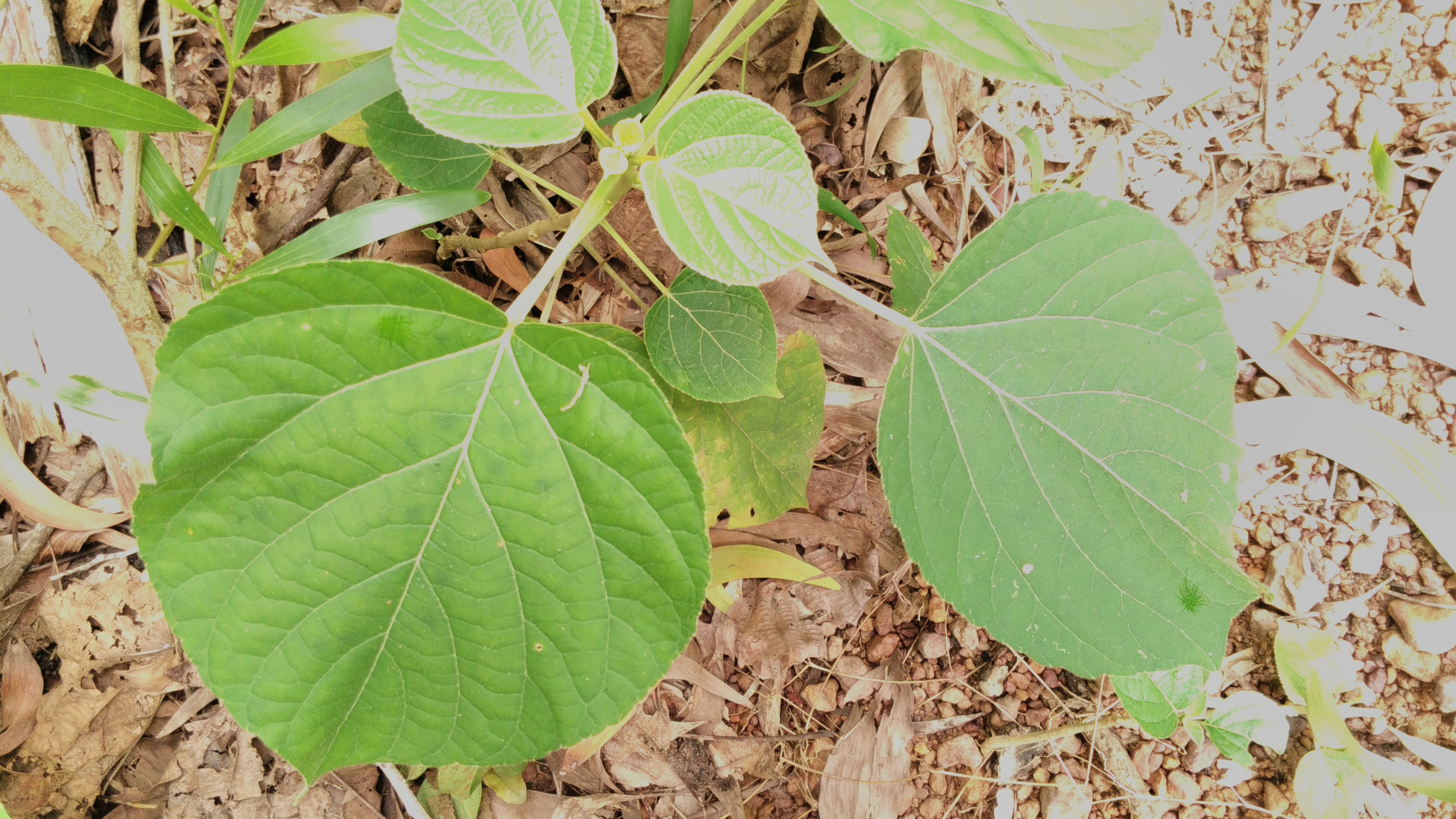 medicinal plants at emaze Presentation