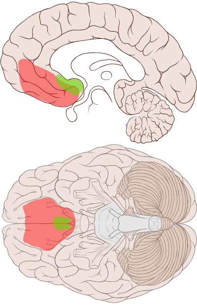 Orbitofrontal on emaze