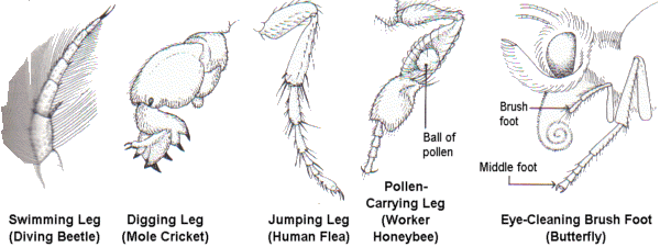 Insect Structures at emaze Presentation