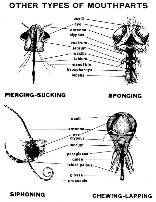 Insect Structures on emaze