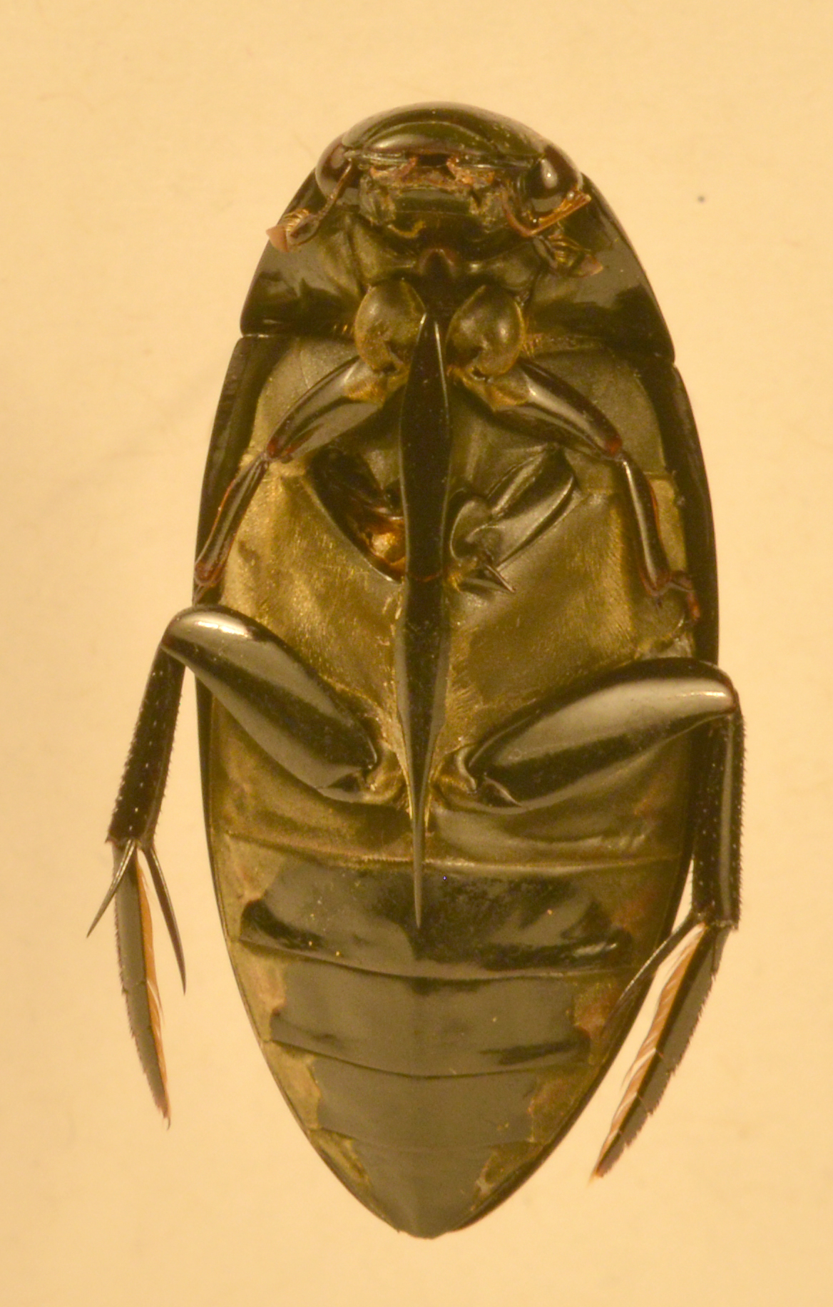 Insect Structures on emaze