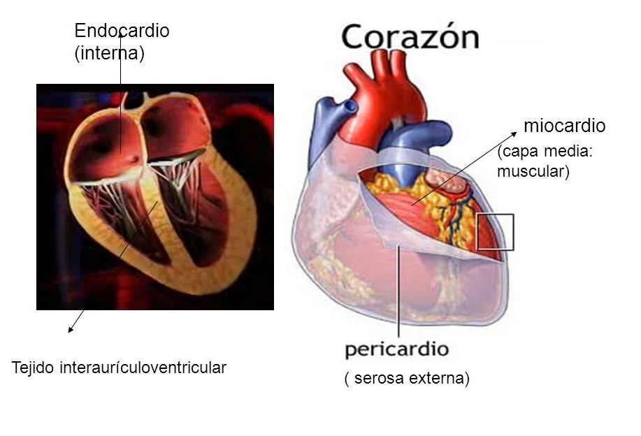 EL CORAZÓN¨El centro on emaze