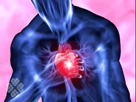 EL CORAZÓN¨El centro on emaze