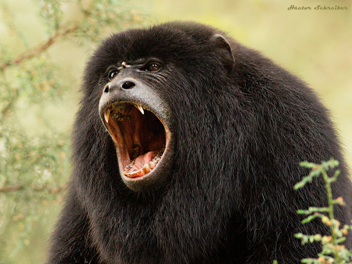 Monos at emaze Presentation