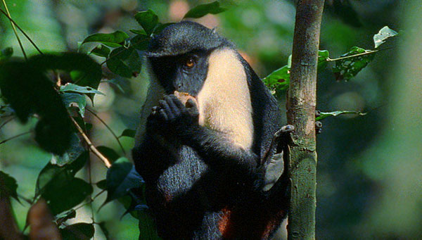 roloway monkey on emaze