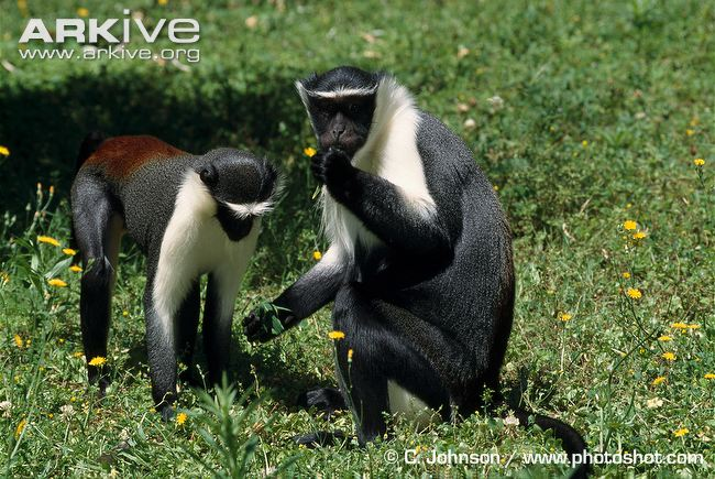 roloway monkey on emaze