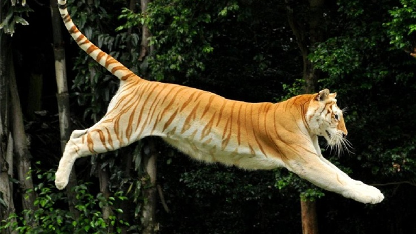 GOLDEN TIGER at emaze Presentation