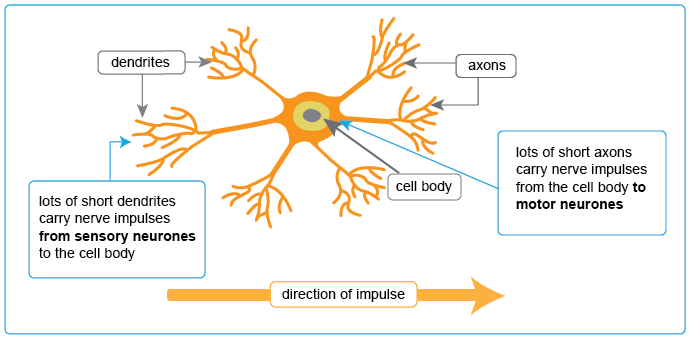 Presentation Name on emaze