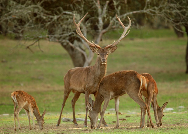 venado colombiano at emaze Presentation