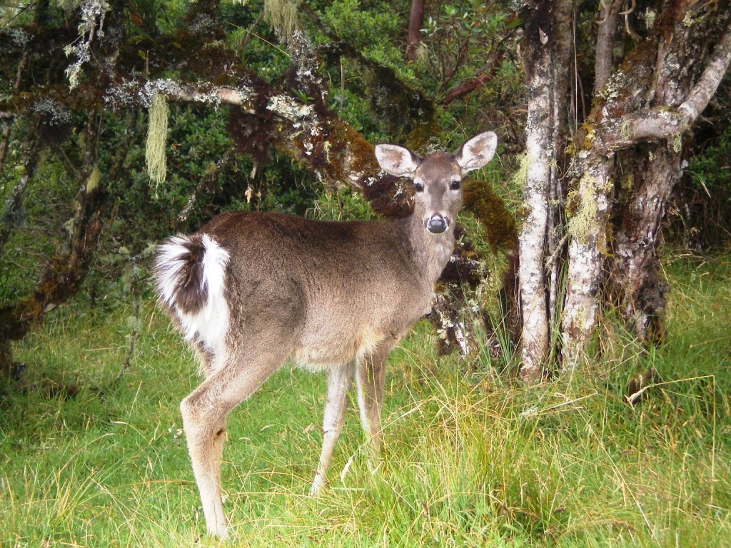 venado colombiano on emaze