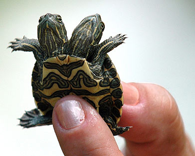 MUTACIONISMO on emaze