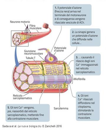 IL SISTEMA MUSCOLARE on emaze
