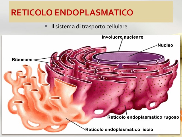 la cellula at emaze Presentation