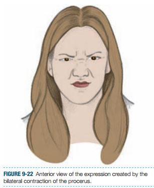 Muscles of the Head and Neck on emaze